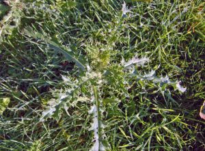 Creeping thistle, identify & control this lawn weed