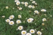 Daisy, identify, prevent & control this lawn weed