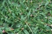 Knotgrass, identify, prevent and control this lawn weed