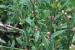 Knotgrass, identify, prevent and control this lawn weed