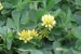 Lesser Trefoil, identify & control this lawn weed