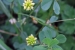 Lesser Trefoil, identify & control this lawn weed