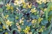 Lesser Trefoil, identify & control this lawn weed