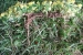 Lesser Trefoil, identify & control this lawn weed