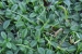 Mouse-ear Chickweed, identify & control this lawn weed