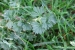 Parsley Piert, identify and control this lawn weed