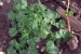 Parsley Piert, identify and control this lawn weed