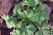 Parsley Piert, identify and control this lawn weed
