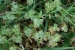 Parsley Piert, identify and control this lawn weed