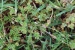 Parsley Piert, identify and control this lawn weed