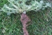 Parsley Piert, identify and control this lawn weed