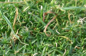 Procumbent Pearlwort, identify & control this lawn weed