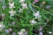 Procumbent Pearlwort, identify & control this lawn weed