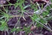Procumbent Pearlwort, identify & control this lawn weed