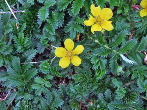 Silverweed, identify, prevent & control this lawn weed