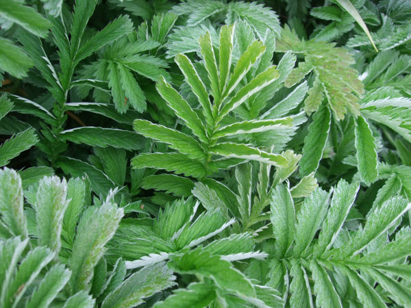 Silverweed, identify, prevent & control this lawn weed