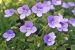 Slender Speedwell, identify and control this lawn weed