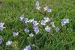 Slender Speedwell, identify and control this lawn weed