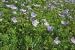 Slender Speedwell, identify and control this lawn weed