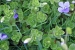 Slender Speedwell, identify and control this lawn weed